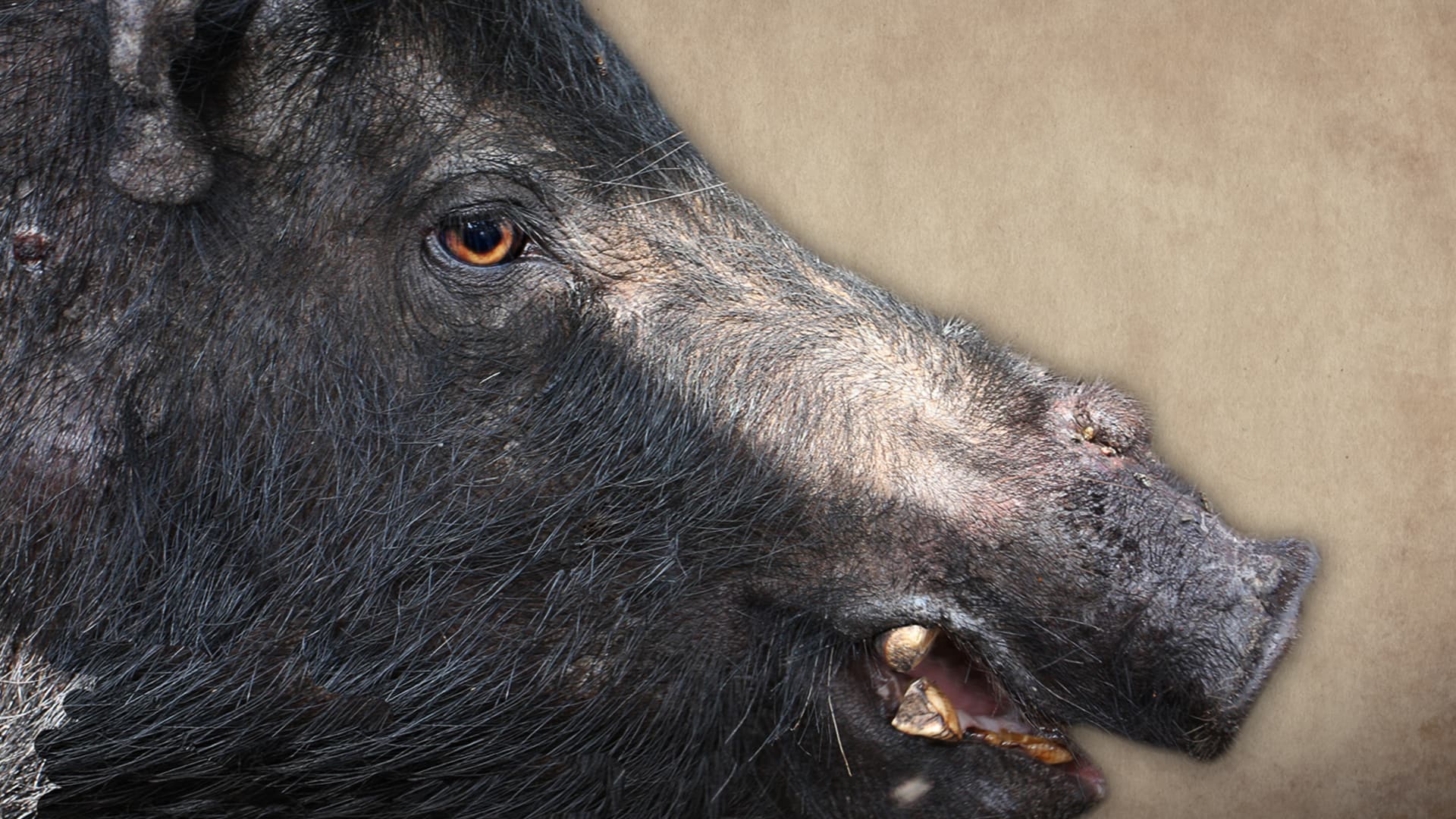 Watch Hogs Gone Wild Online | Season 1 (0) | TV Guide