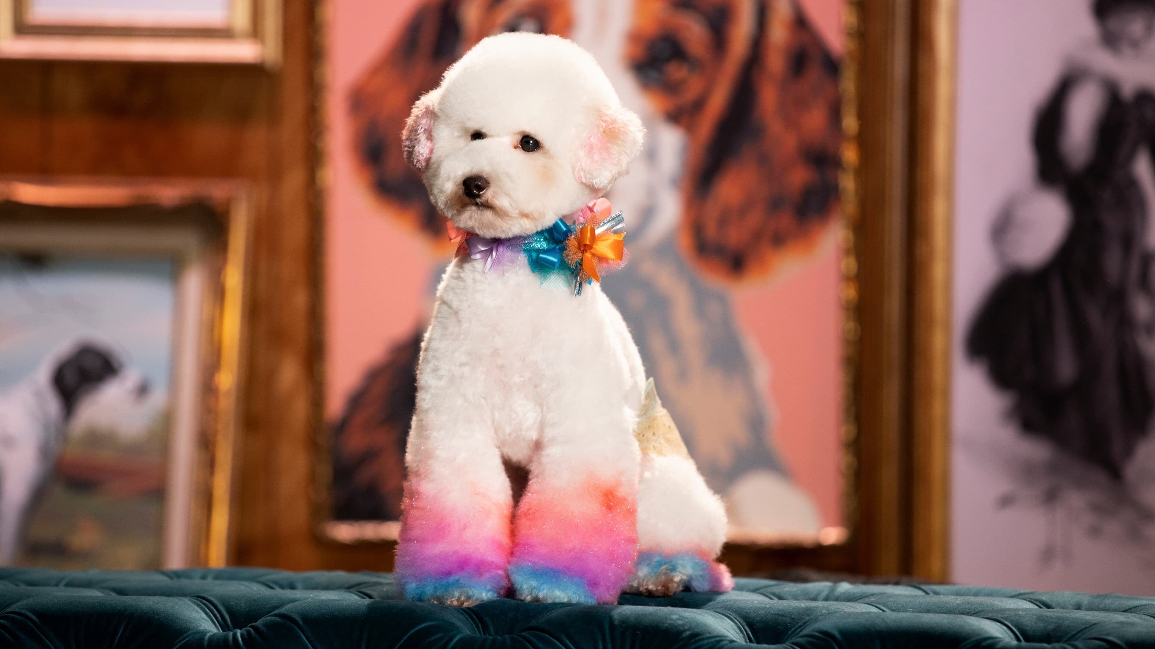 Haute Dog - Where to Watch and Stream - TV Guide