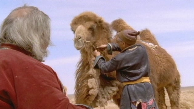 The Story of the Weeping Camel - Where to Watch and Stream - TV Guide