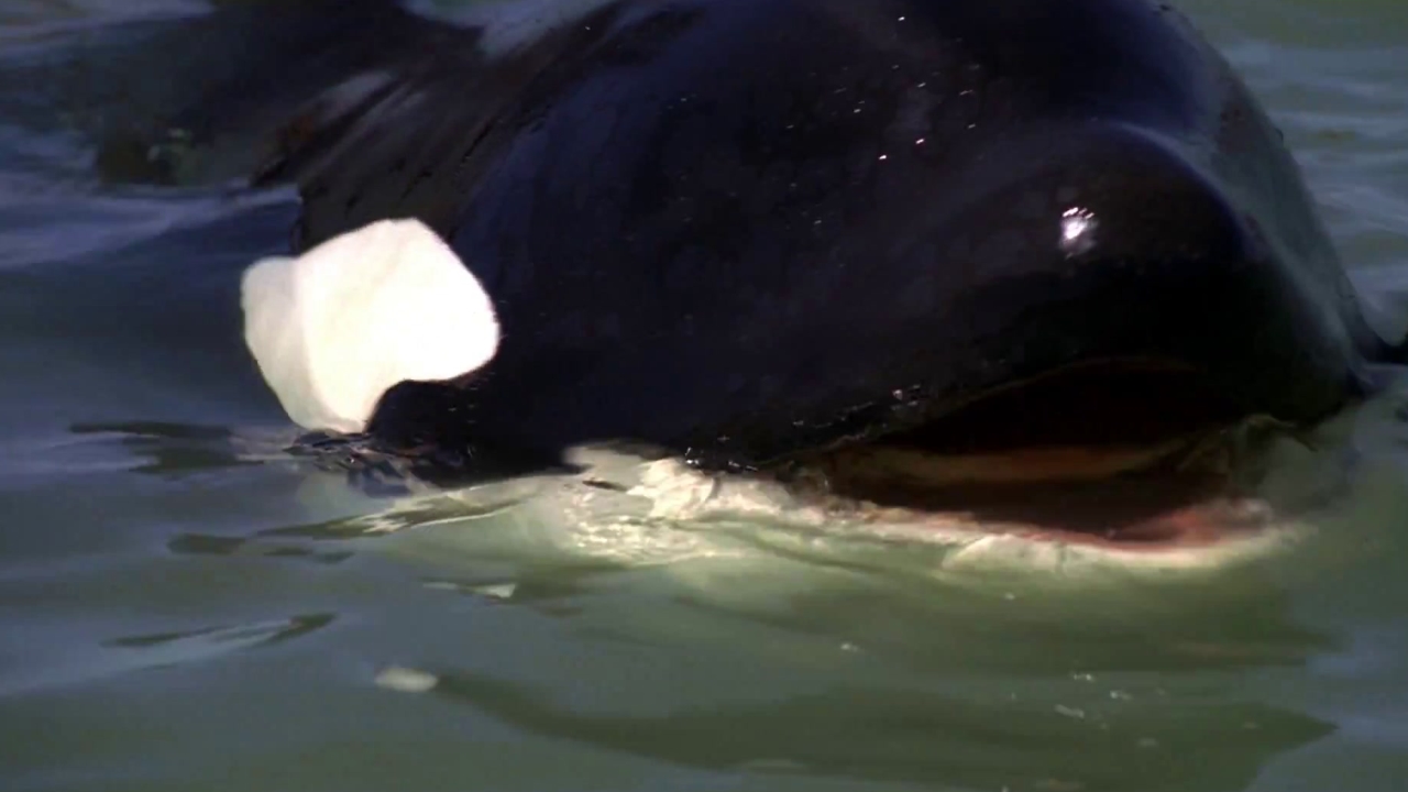 Free Willy: Escape from Pirate's Cove - Where to Watch and Stream - TV ...