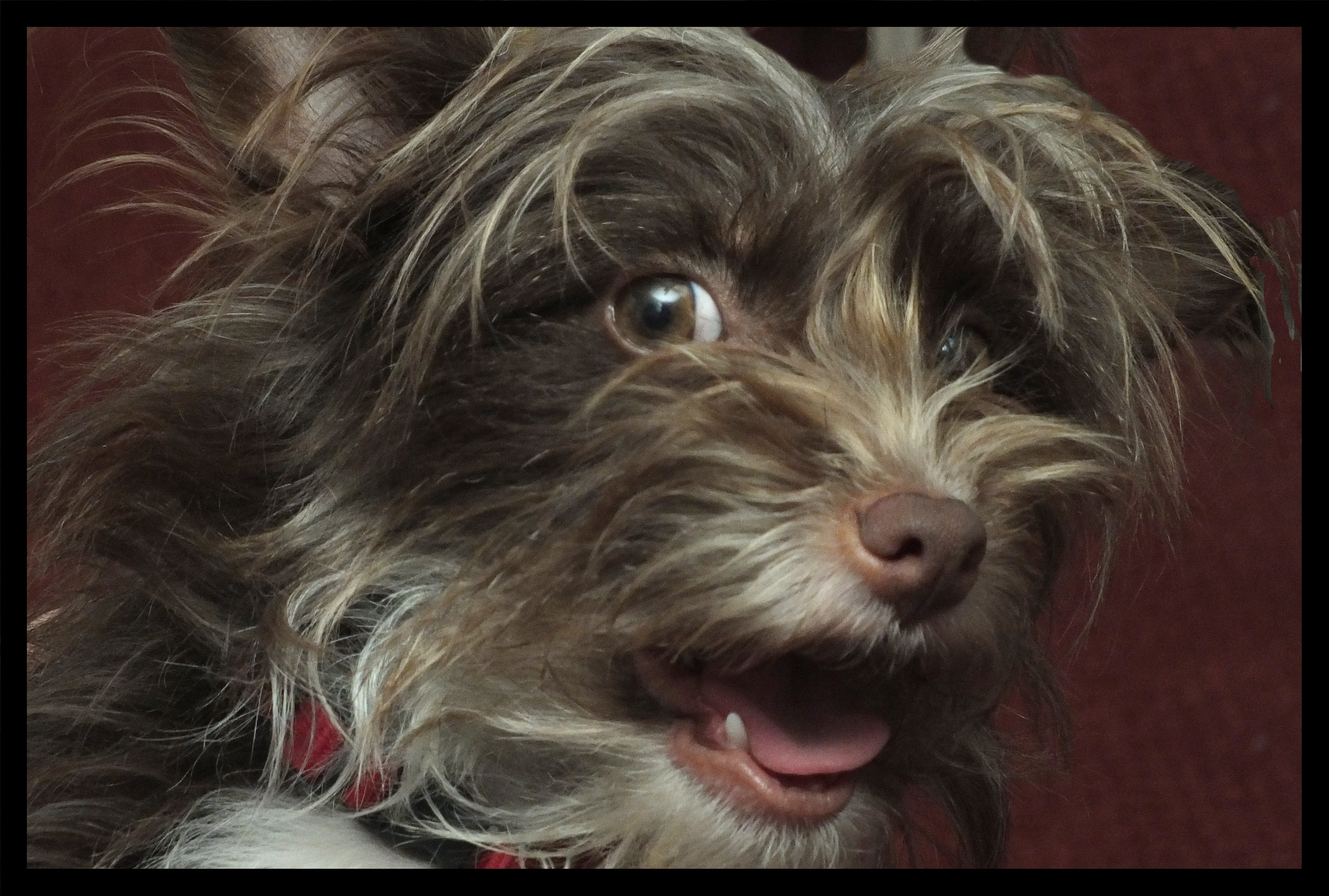 Dog Tales - Where to Watch and Stream - TV Guide