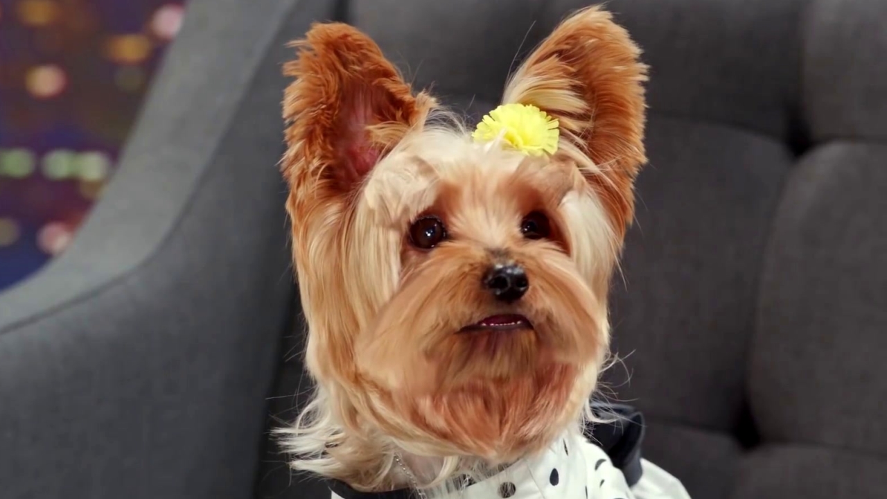 Pup Star: Better 2Gether - Where to Watch and Stream - TV Guide