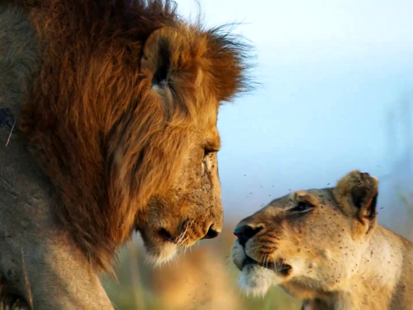 The Mating Game - Where to Watch and Stream - TV Guide