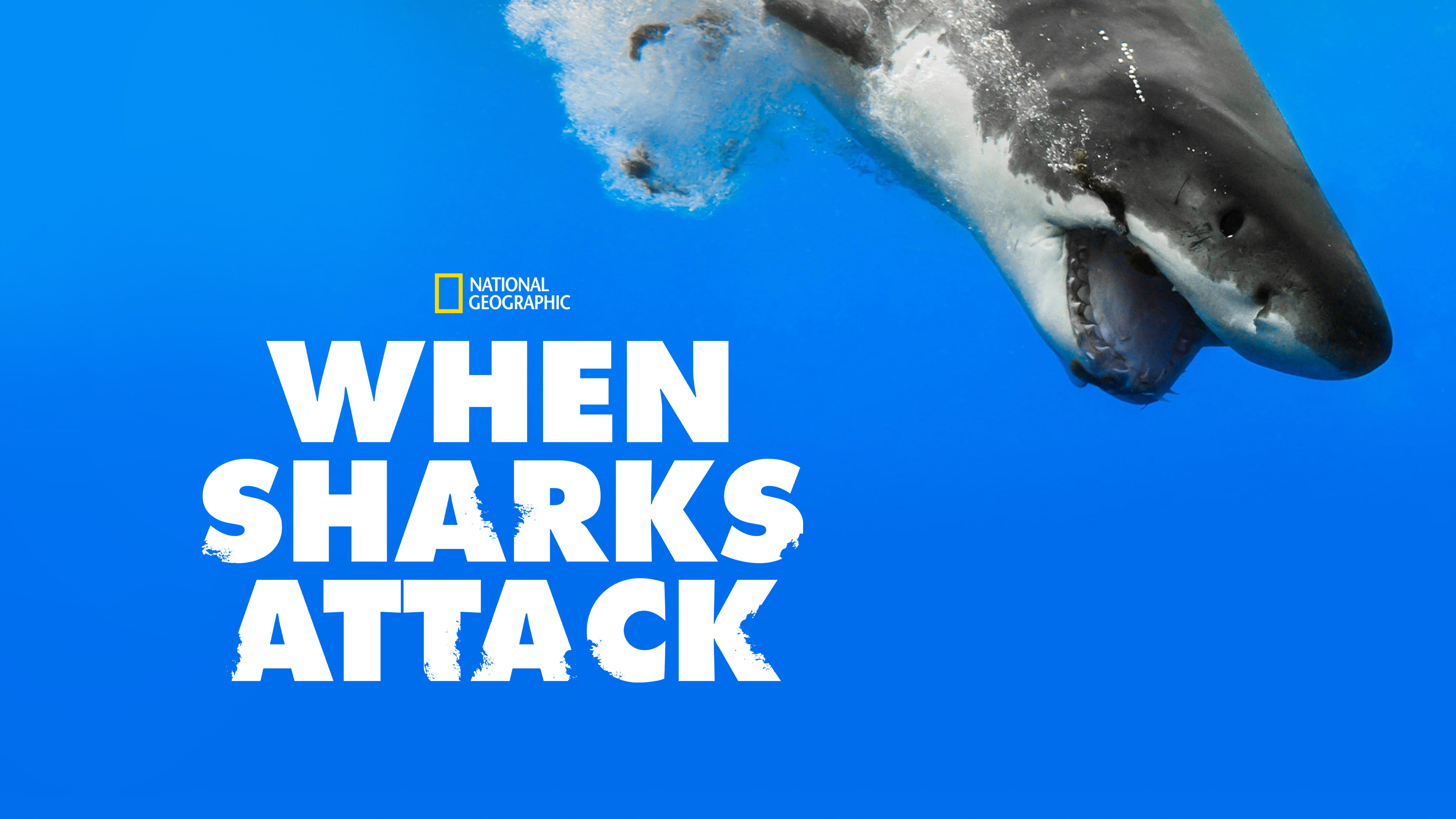 Watch When Sharks Attack Online | Season 4 (0) | TV Guide