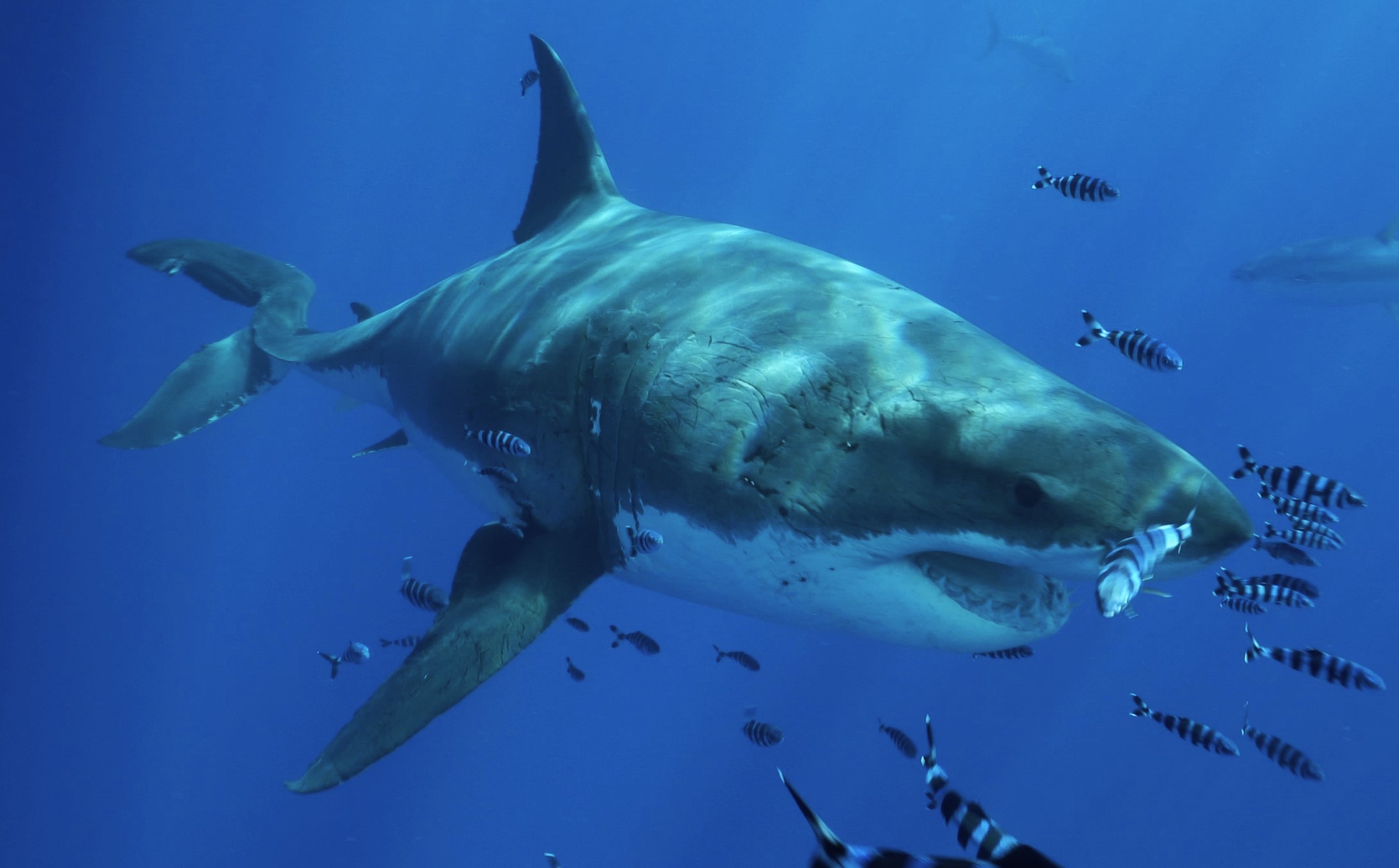 Most Wanted Sharks - Where to Watch and Stream - TV Guide