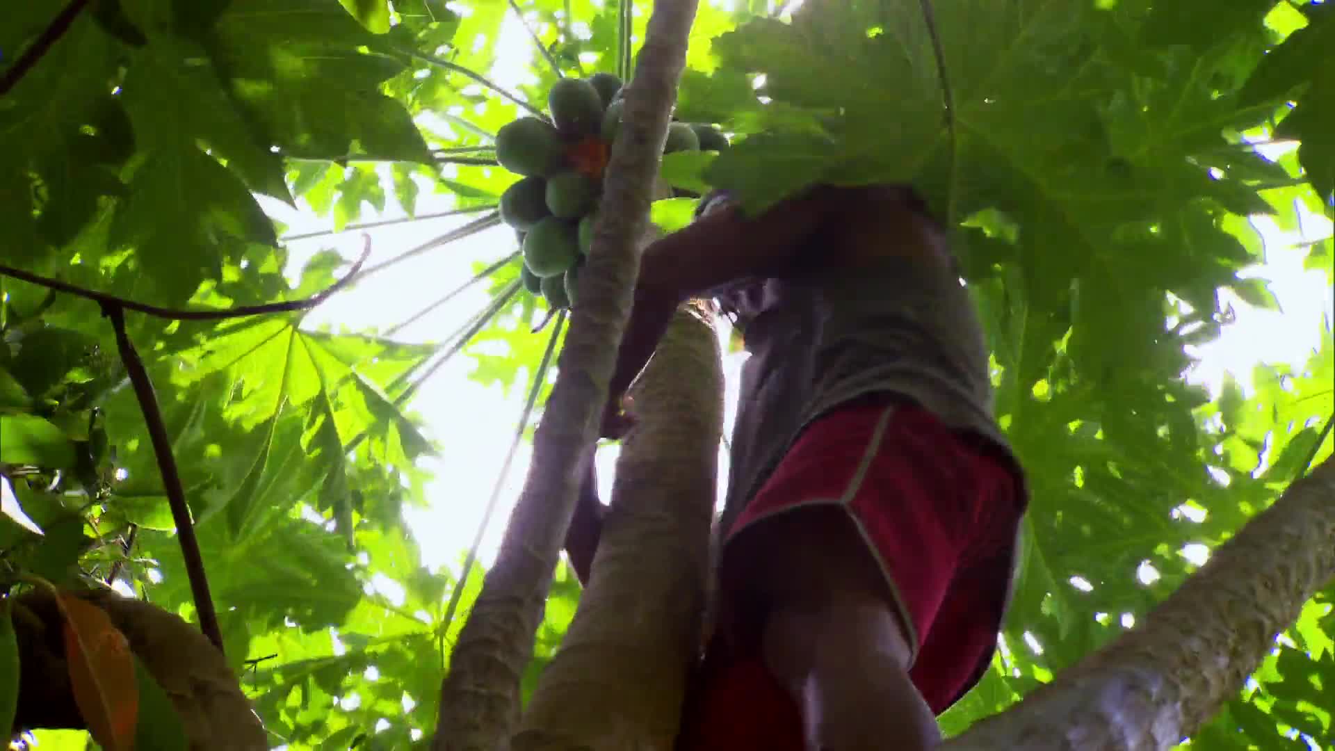 Exclusive Survivor Sneak Peek: Woo Takes a Nasty Fall - TV Guide