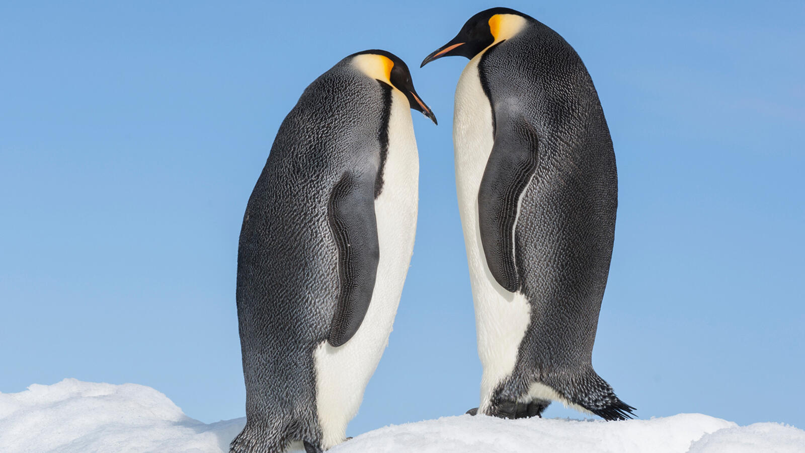 These Are the Best Documentaries to Watch on HBO Max - TV Guide